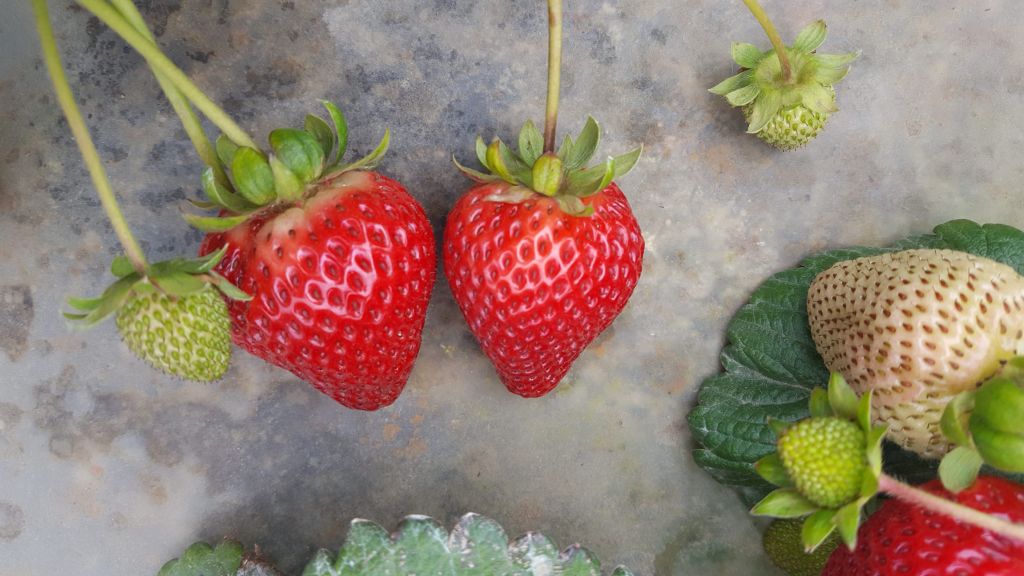 Strawberry plants - Genson Canada