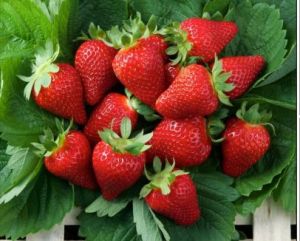 Strawberry plants - Genson Canada
