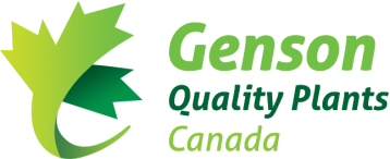 Strawberry plants - Genson Canada