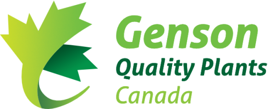 Strawberry plants - Genson Canada